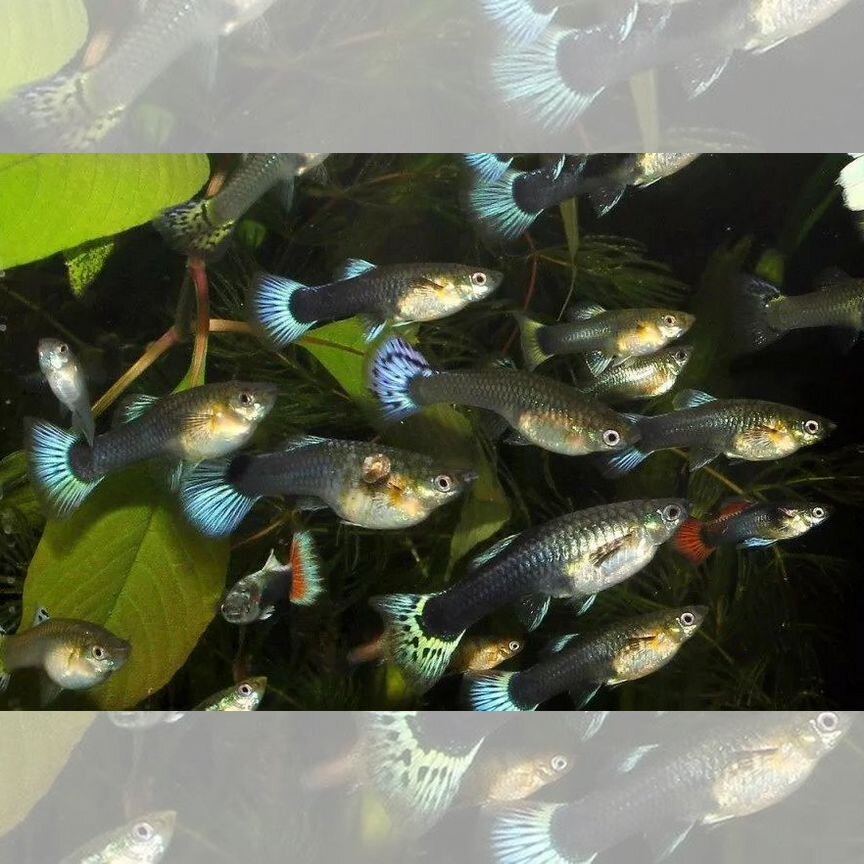 Рыбки гуппи