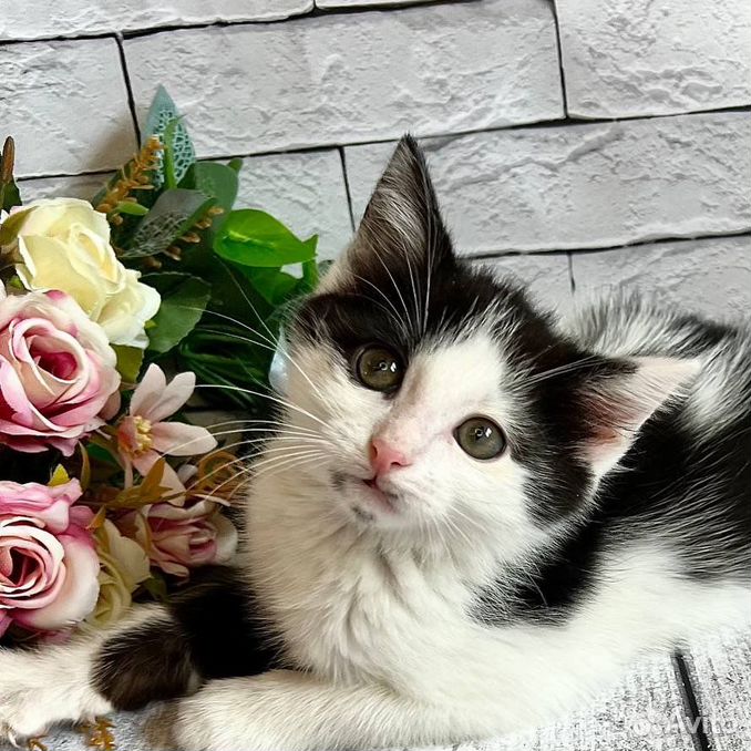 Дейзи котенок