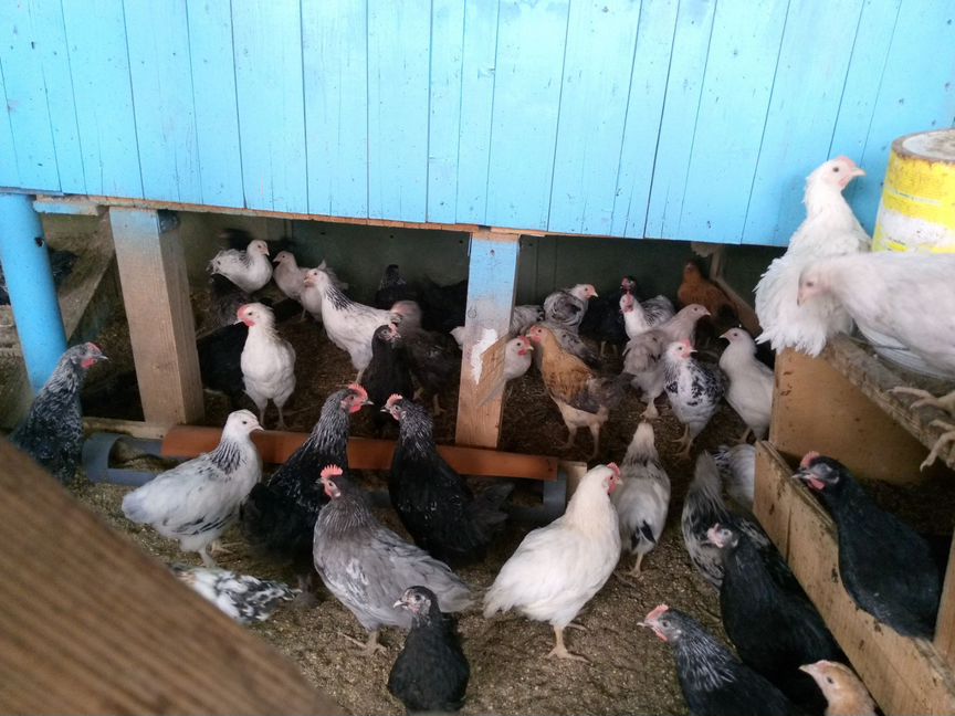 Куры молодки несушки, 2 месяца