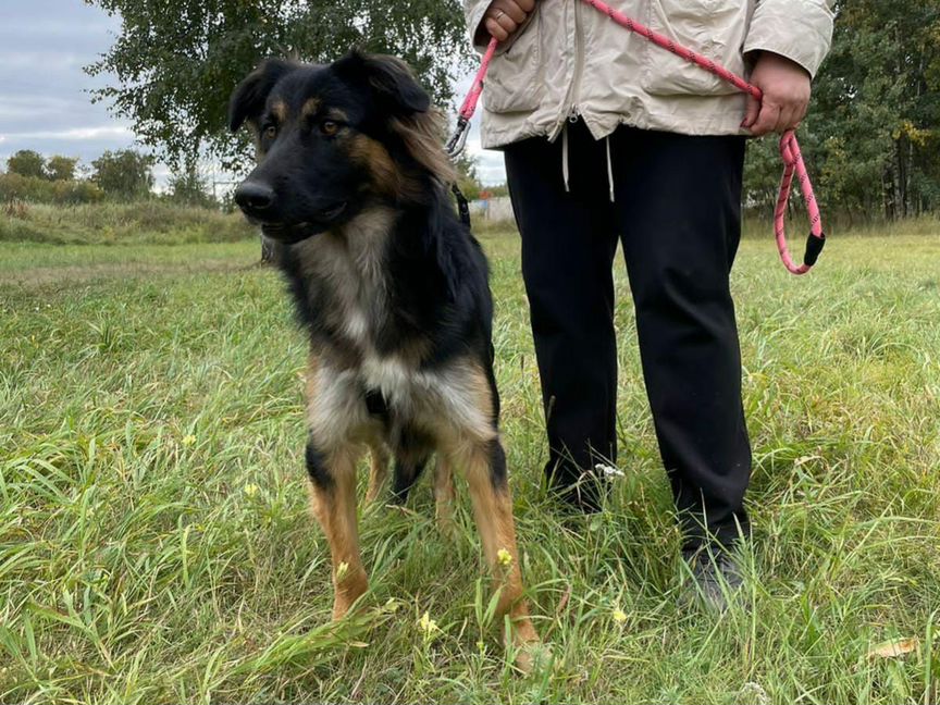 Хлопушка всё ещё не дома