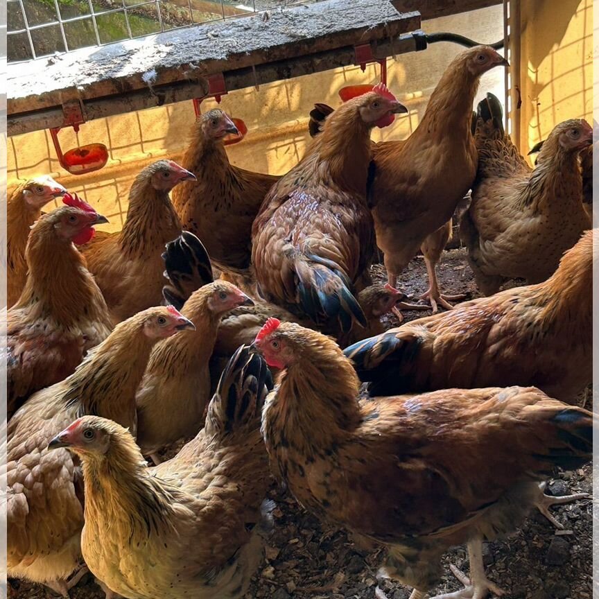 Куры кучинские юбилейные