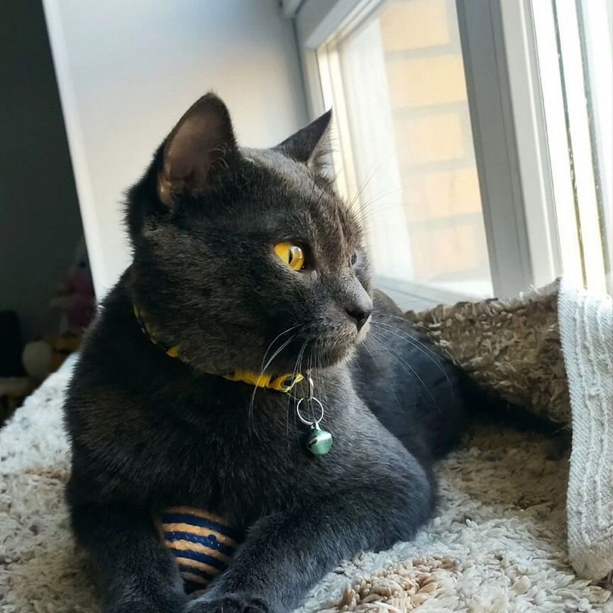 Отдам котика Сержа