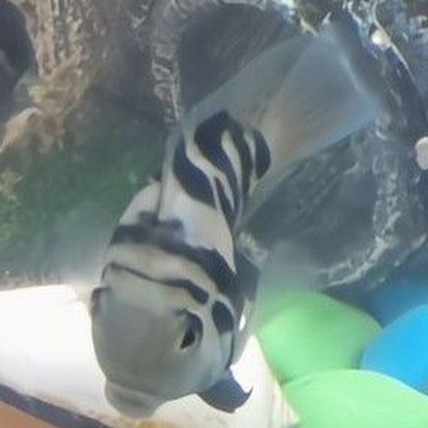 Рыбка сапфировый попугай