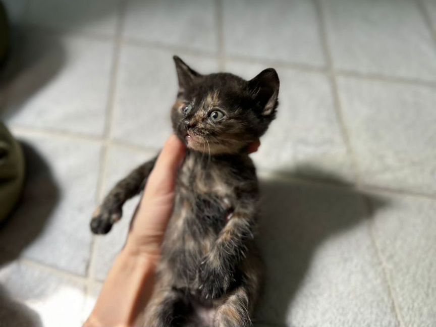 Котенок, кошечка, трех цветная, и беленькая