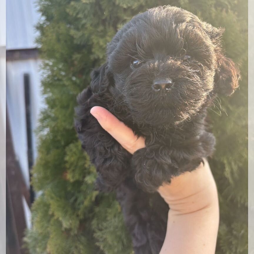 Мальтипу, щенок