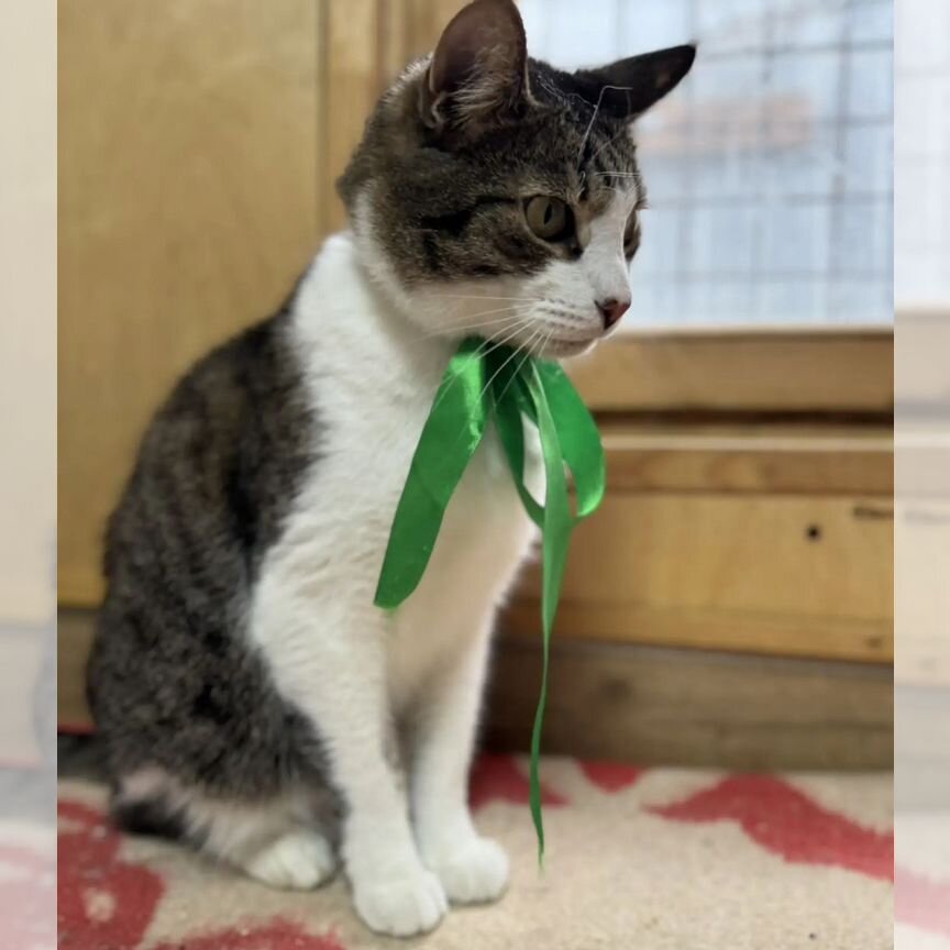 Взрослая, кошка в добрые руки