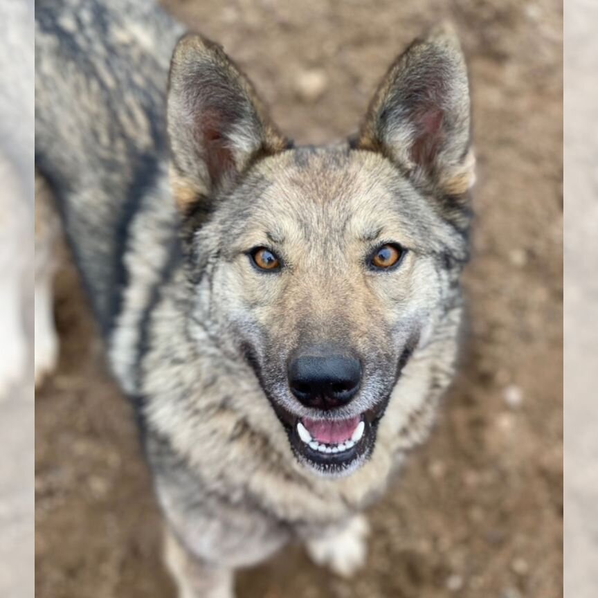 Взрослая собака в добрые руки