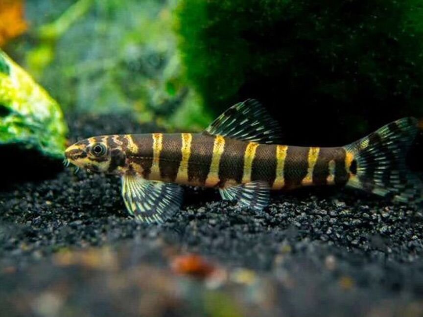 Вьюн зодиак