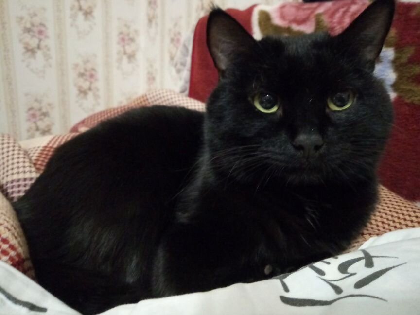 Красавчик-Кот