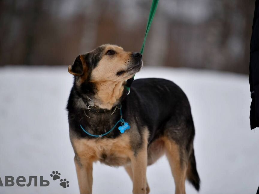 Самый добрый пёс в мире грустит в приюте