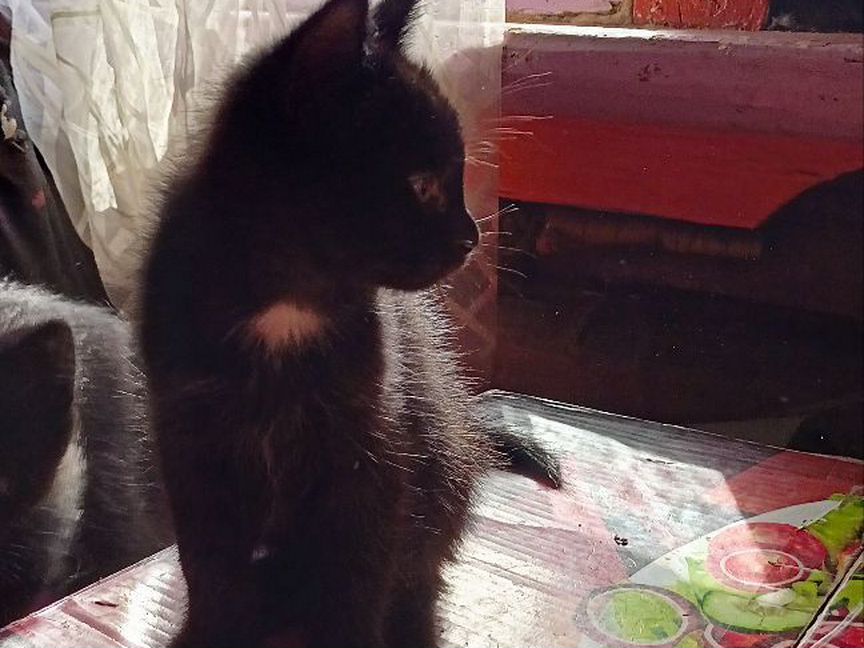 Котенок с бантиком