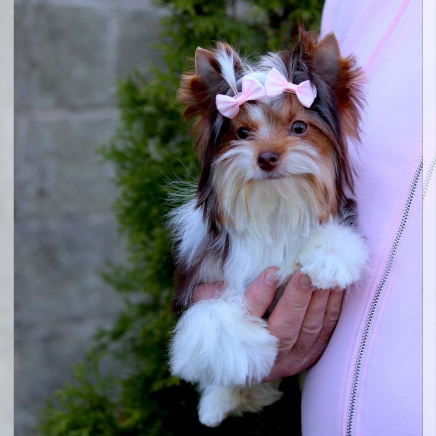 Биро-йоркширский терьер, щенок