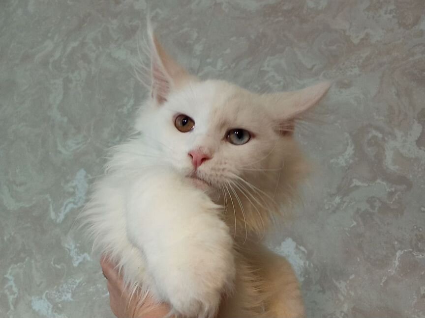 Котята мейн-кун