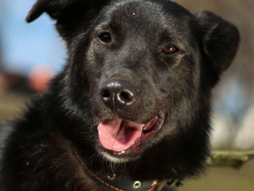 Собака бесплатно в семью