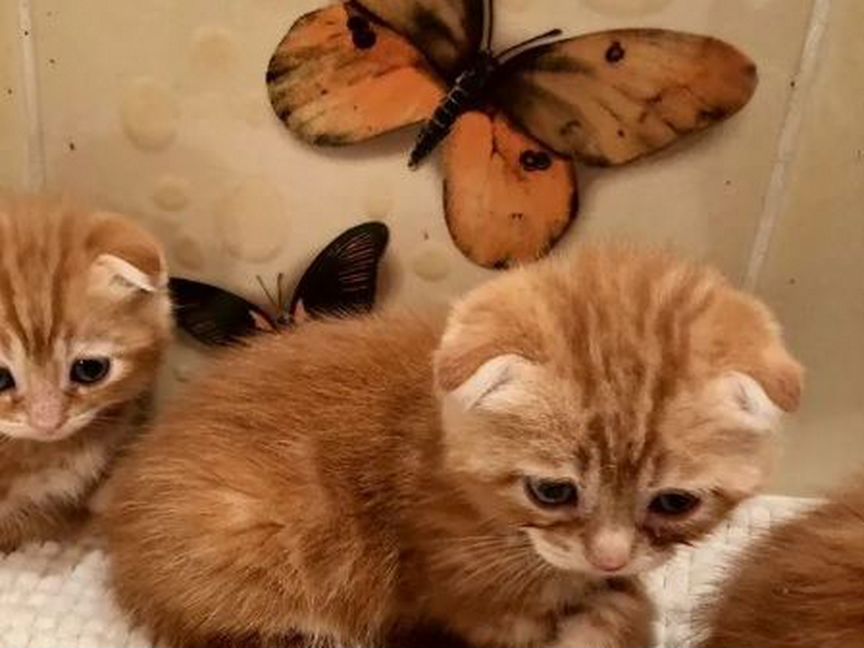 Котята красный мрамор