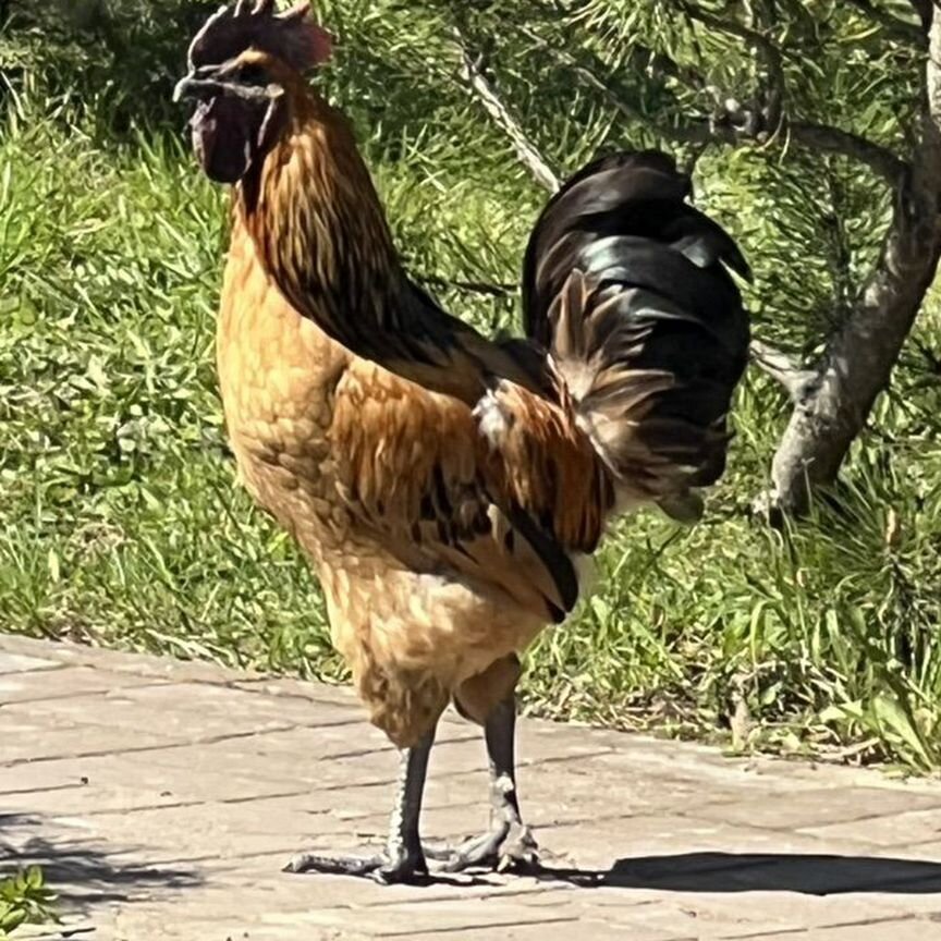 Петух Лакеданзи