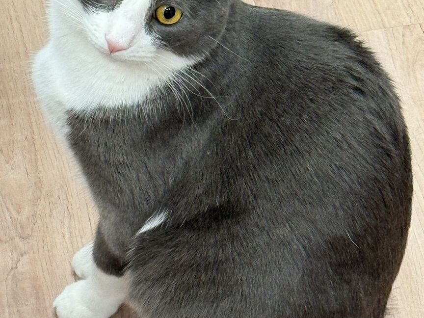 Кошка которая мяукает в 5:30