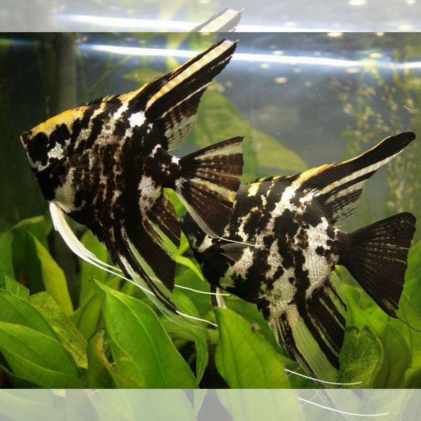 Скалярия мраморная