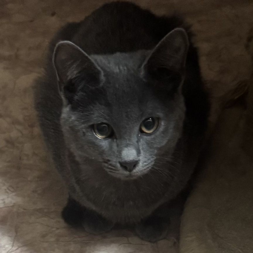 Британский короткошёрстный котёнок