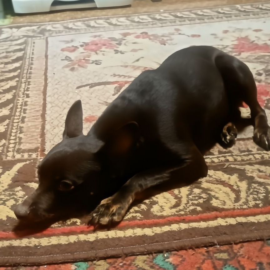 Русский той-терьер, щенок