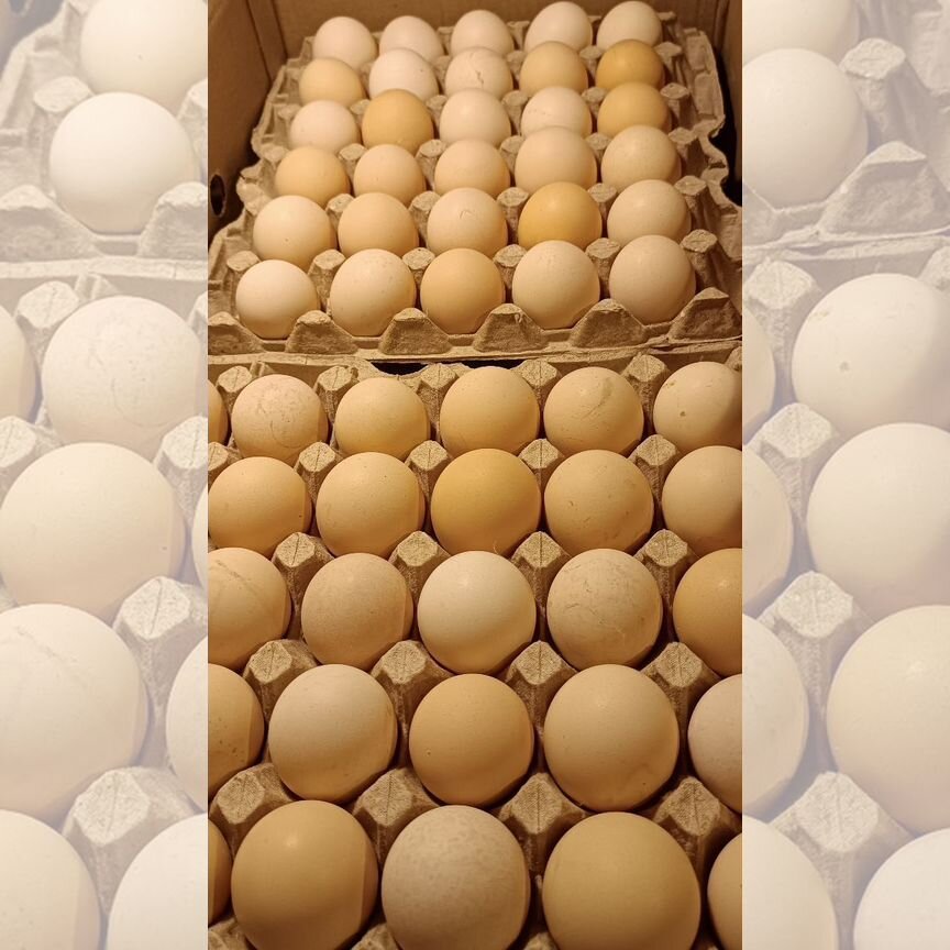 Инкубационное яйцо бройлера