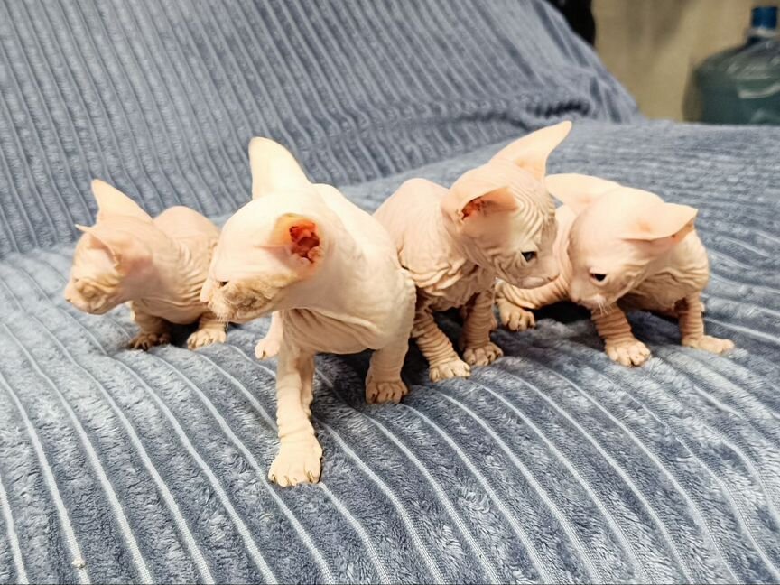 Донской сфинкс котята