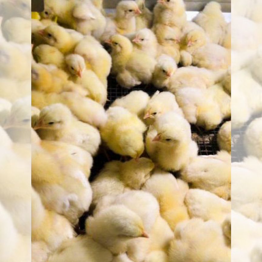 Бройлеры Кобб 500 Испания