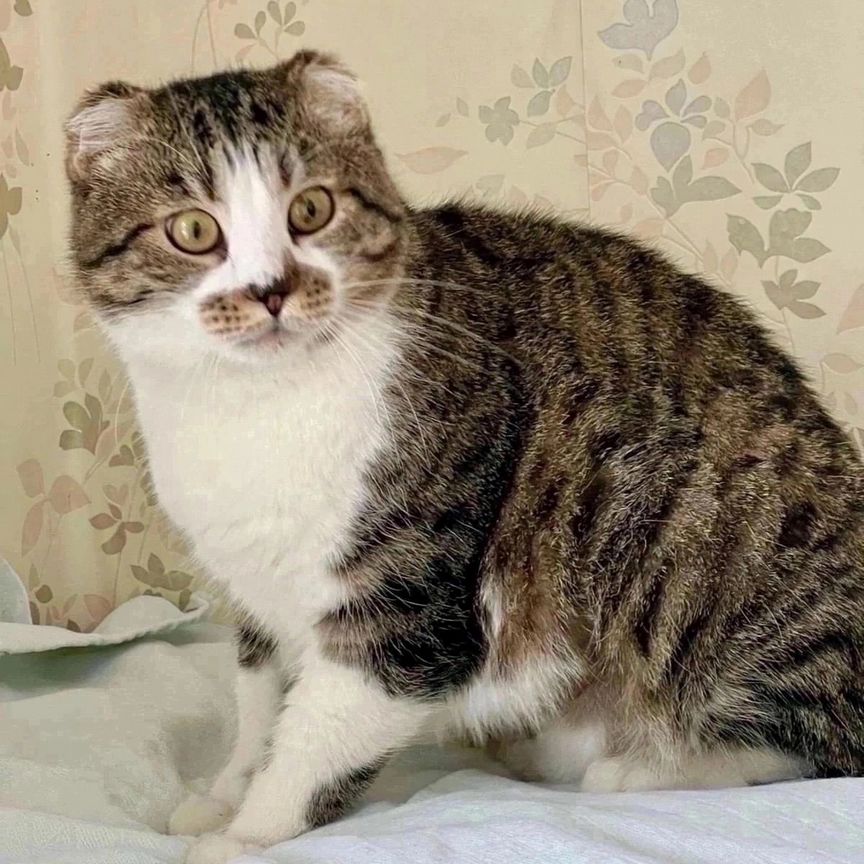 Особенный котик с особенными ушками