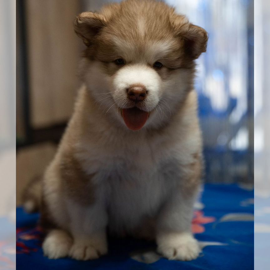 Продам щенка маламута