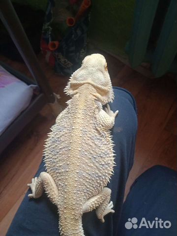 Ящерица агама