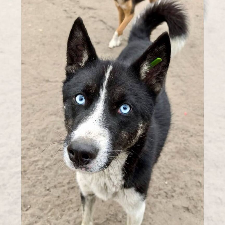 Сибирский хаски, взрослая собака