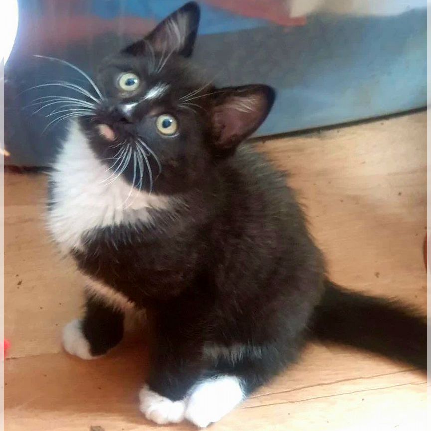 Котёнок в добрые руки