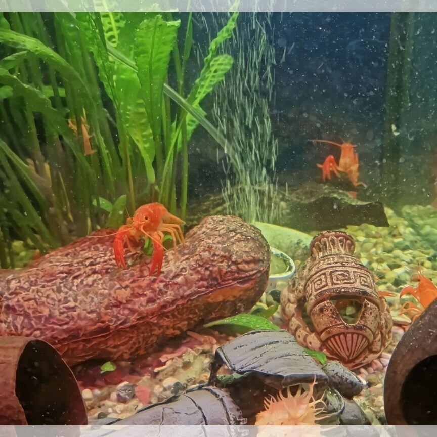 Аквариумные раки