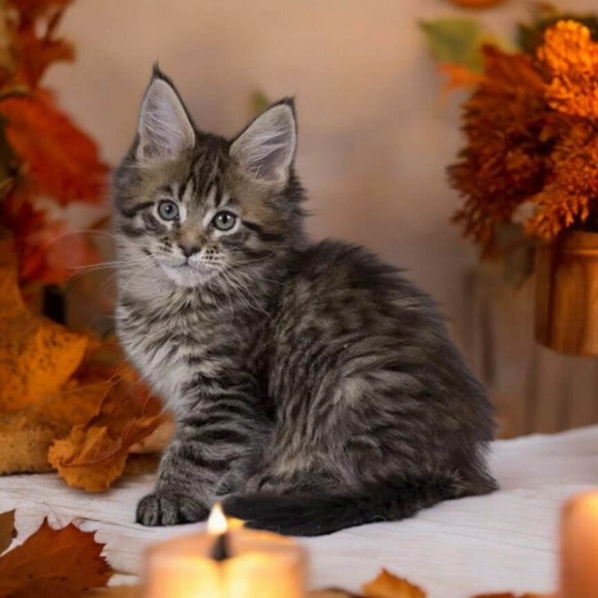 Котята мейн кун 18 тыс,девочка