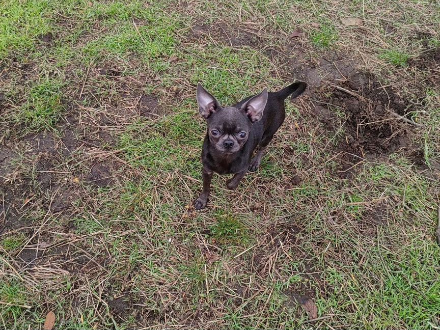 Щенки чихуахуа