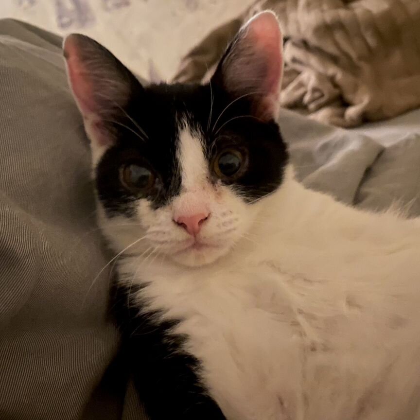 Котёнок ищет дом