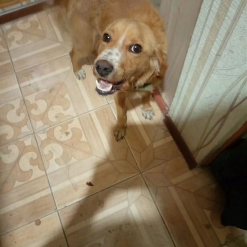 Собака в добрые руки