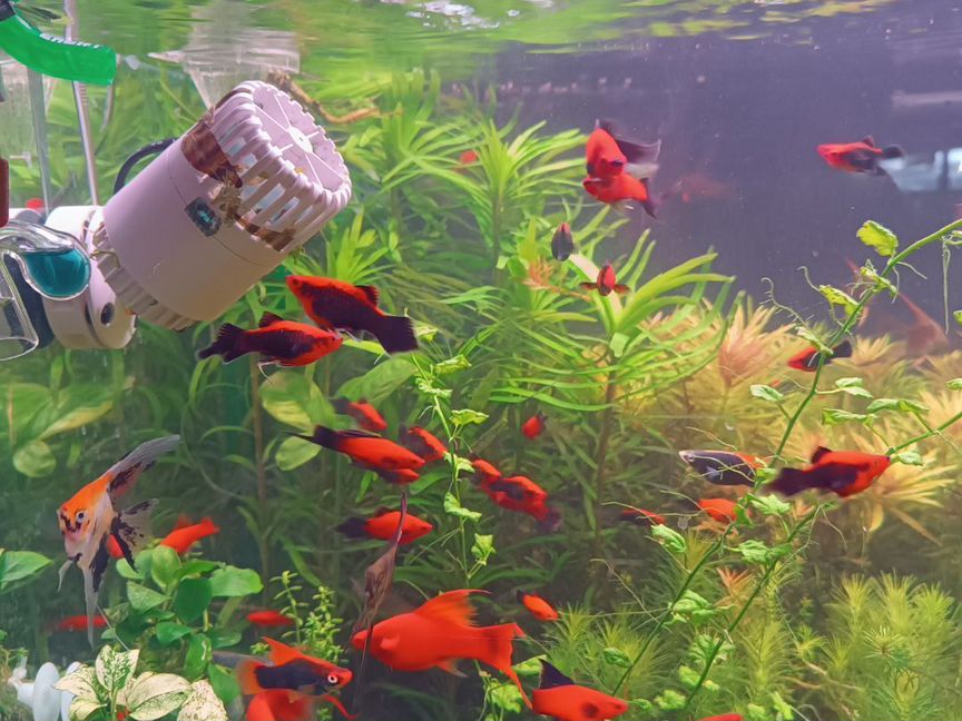 Меченосцы пецилия