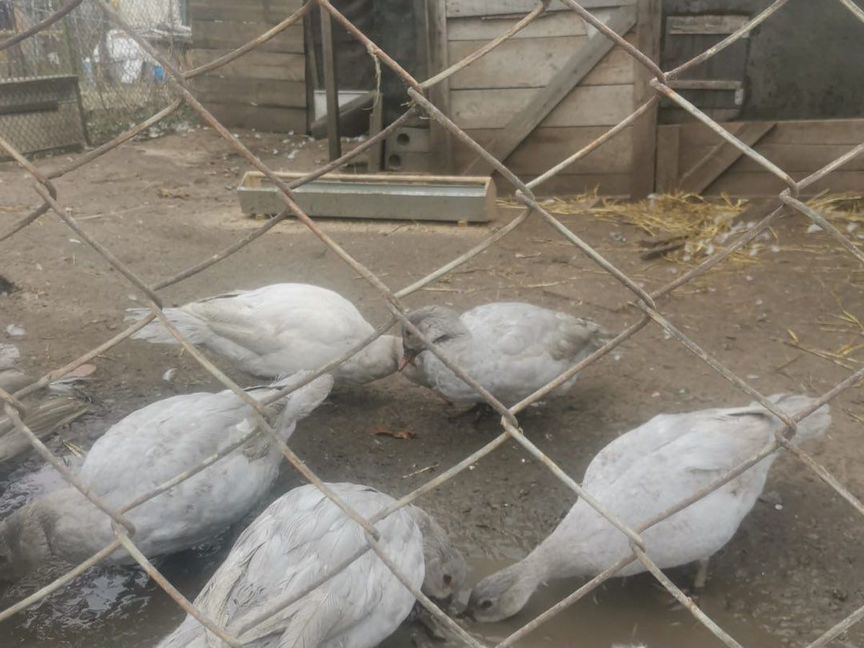 Утки индийский бегунок, лаванда и русская хохлатая