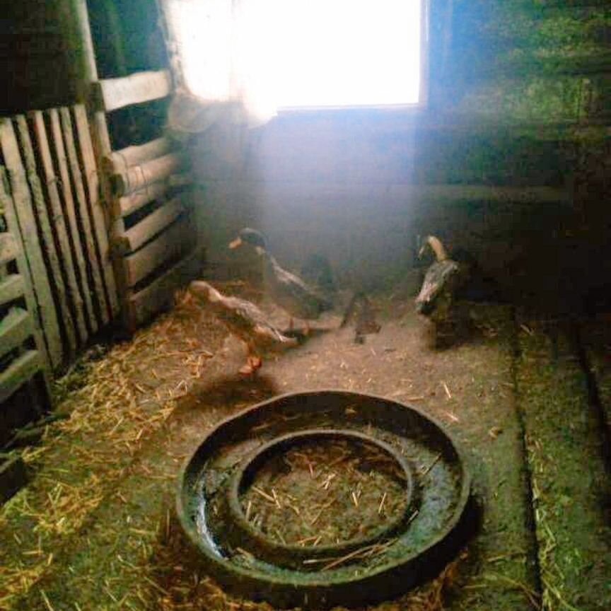 Утки бегунки(семья уток селезень и 2 утки)