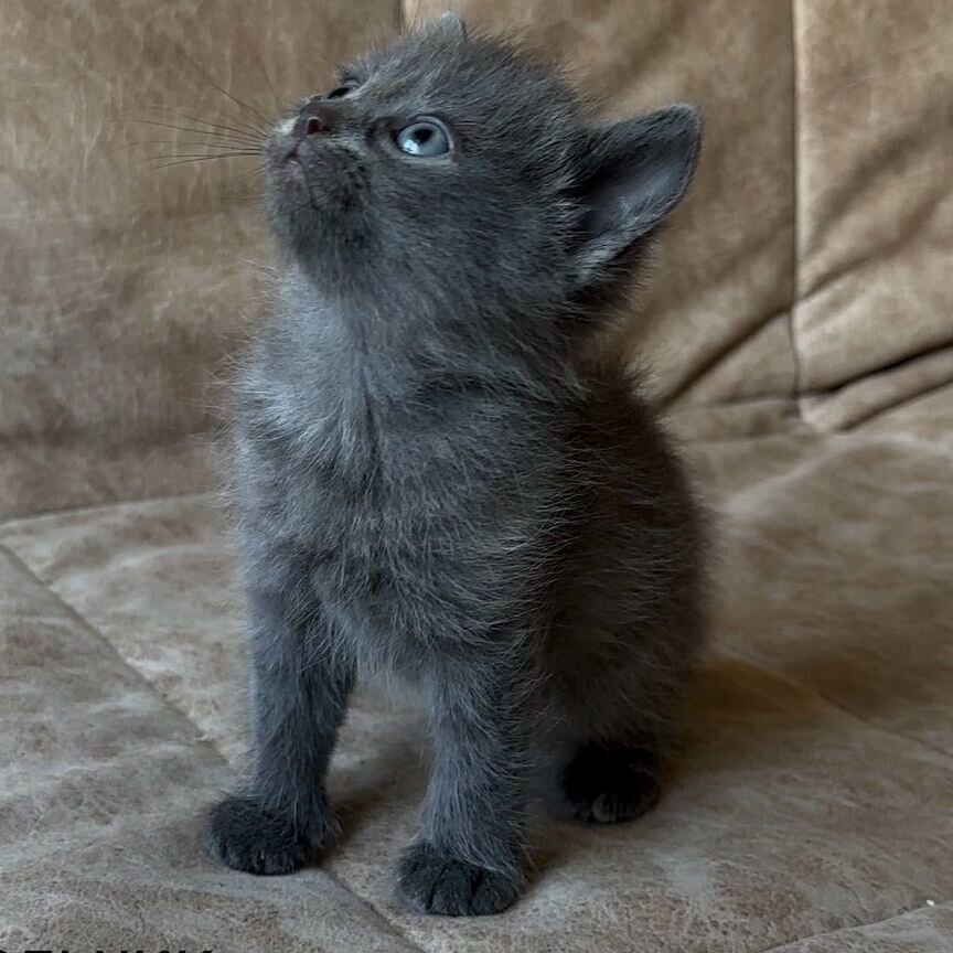 Котята
