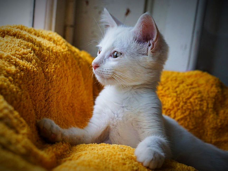 Белый с персиковым котёнок мальчик