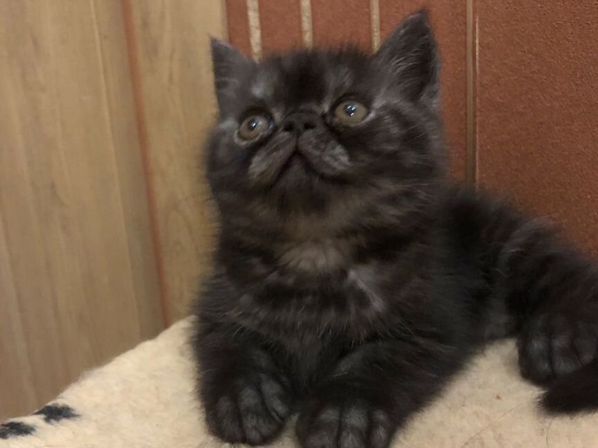 Котята экзоты