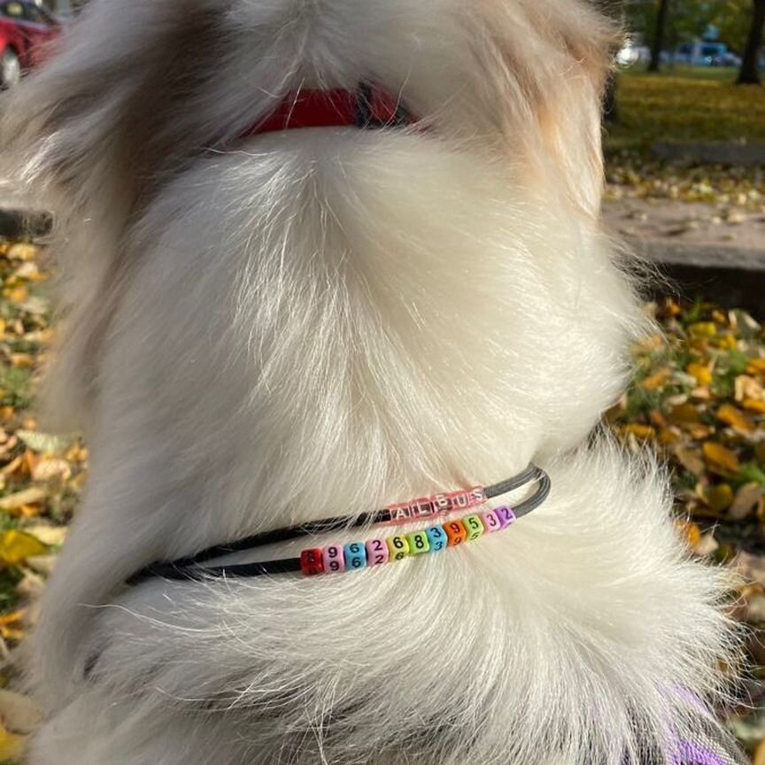 Адресник для собак