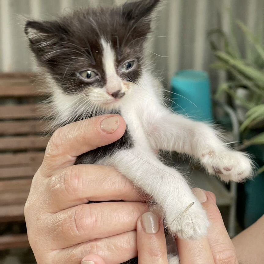 Отдам котят в добрые руки