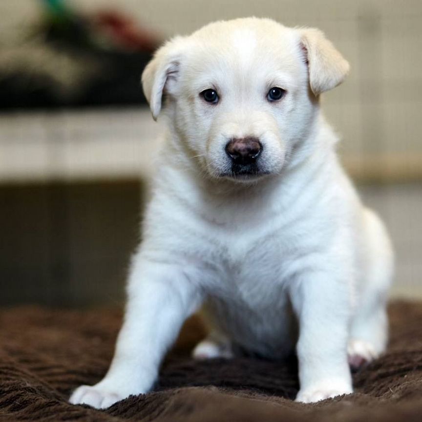 Щенок в добрые руки