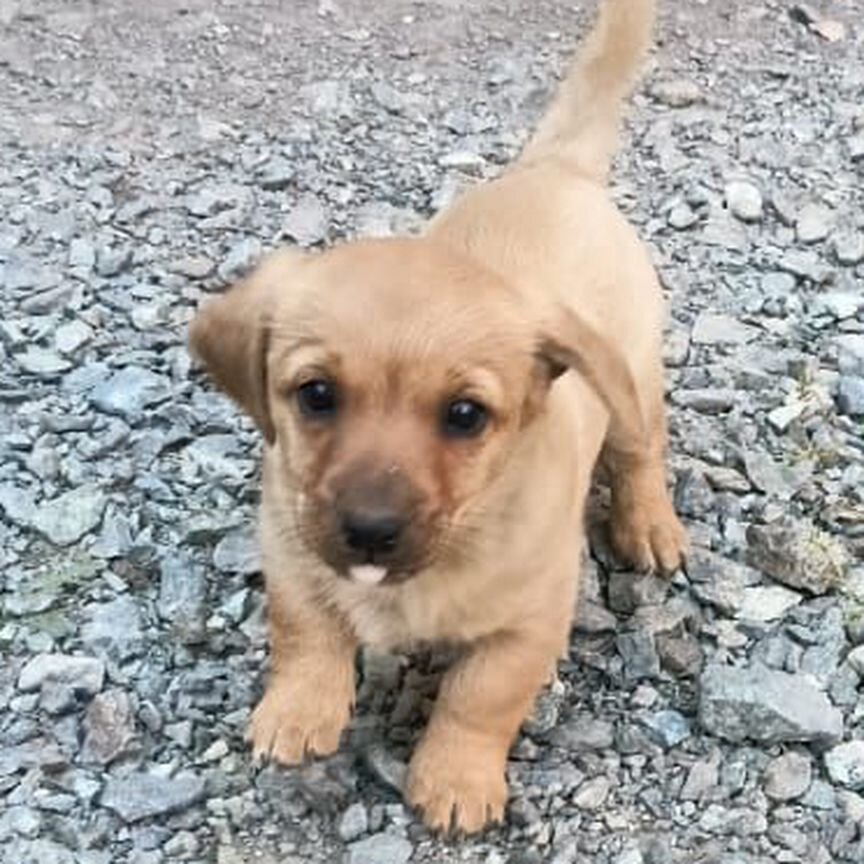 Буду верным другом, хорошим охранником