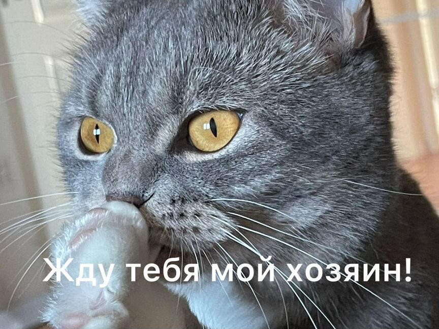Кот в добрые руки бесплатно