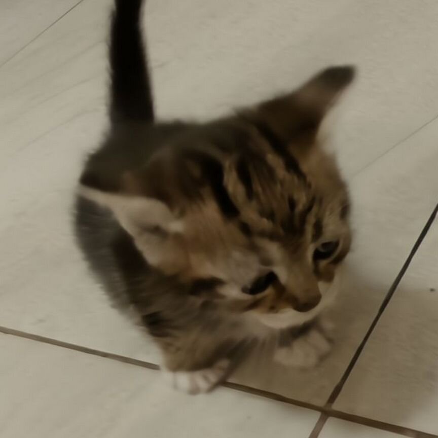 Сибирский котёнок