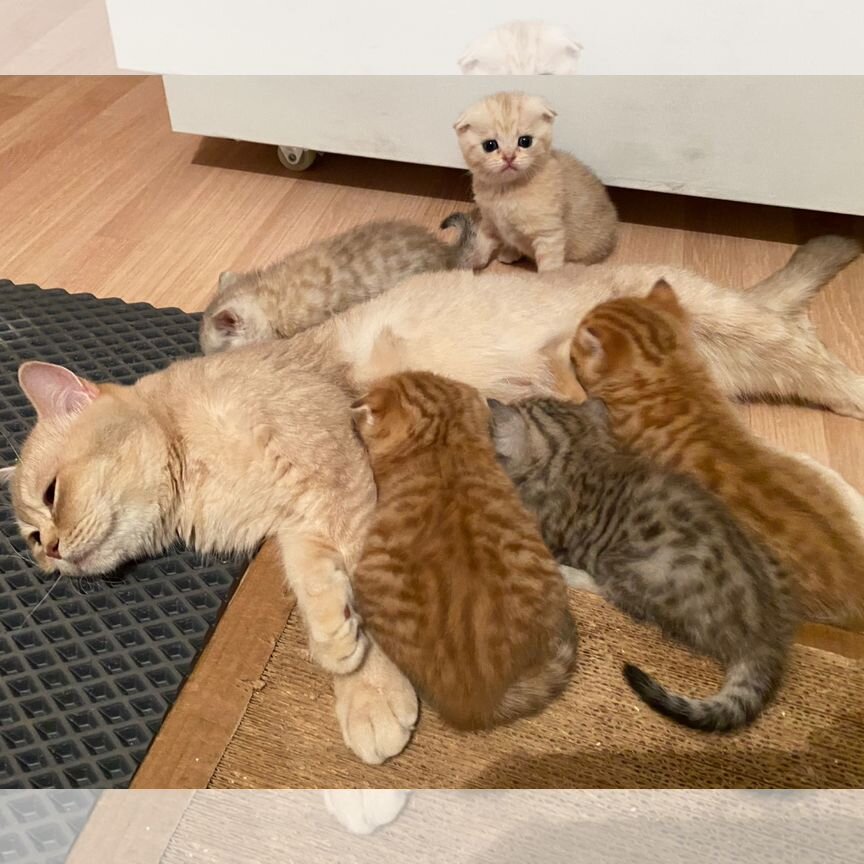 Шотландские котята